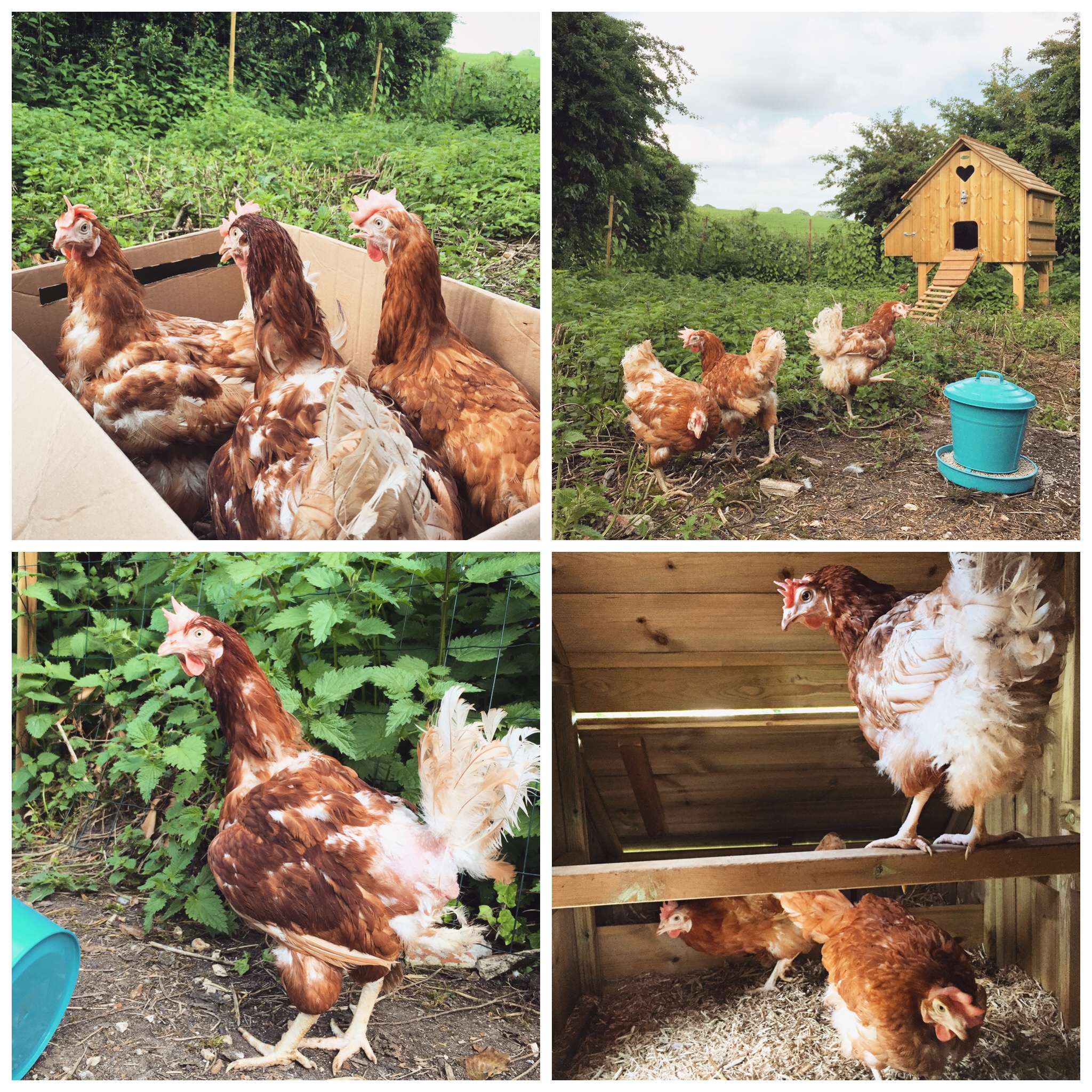 Rescue Hens | Planet Manel